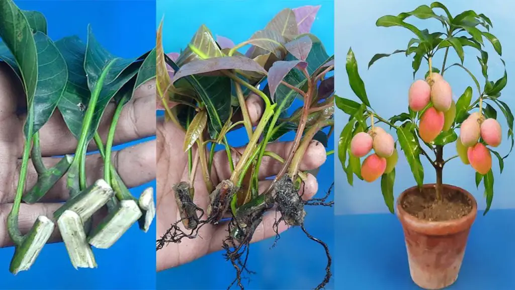 How to Propagate Mango Tree from Cuttings | Grow Mango Tree Cutting Successfully – Organic ...