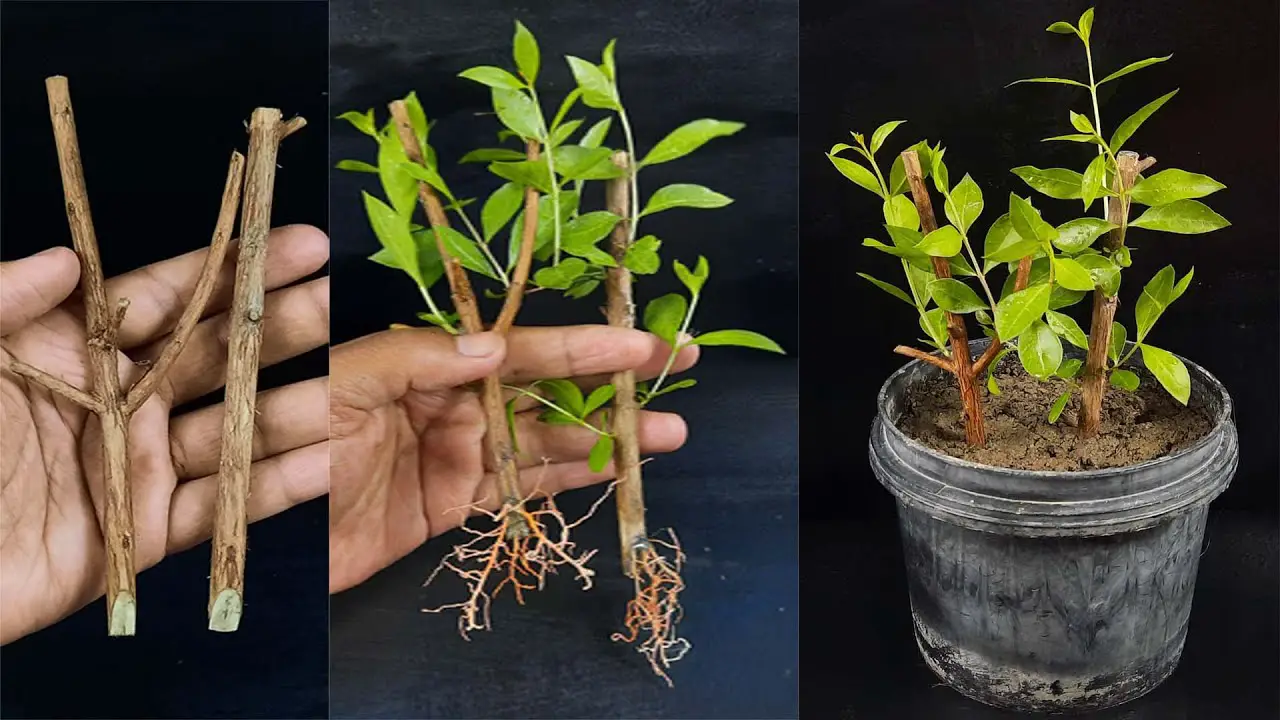 How to Grow Mehndi (Henna) from Cuttings at Home – Organic Gardening Tricks