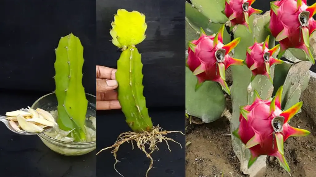 How to Prepare Dragon Fruit Cuttings to Root Successfully – Organic Gardening Tricks