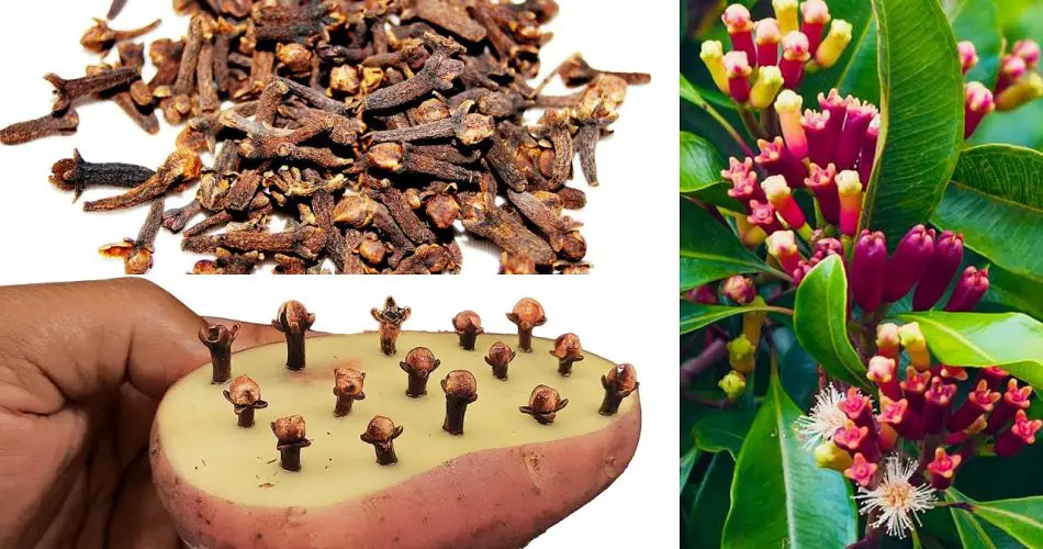 How to Grow Clove Plant at Home | Growing Clove Plant from Seed ...