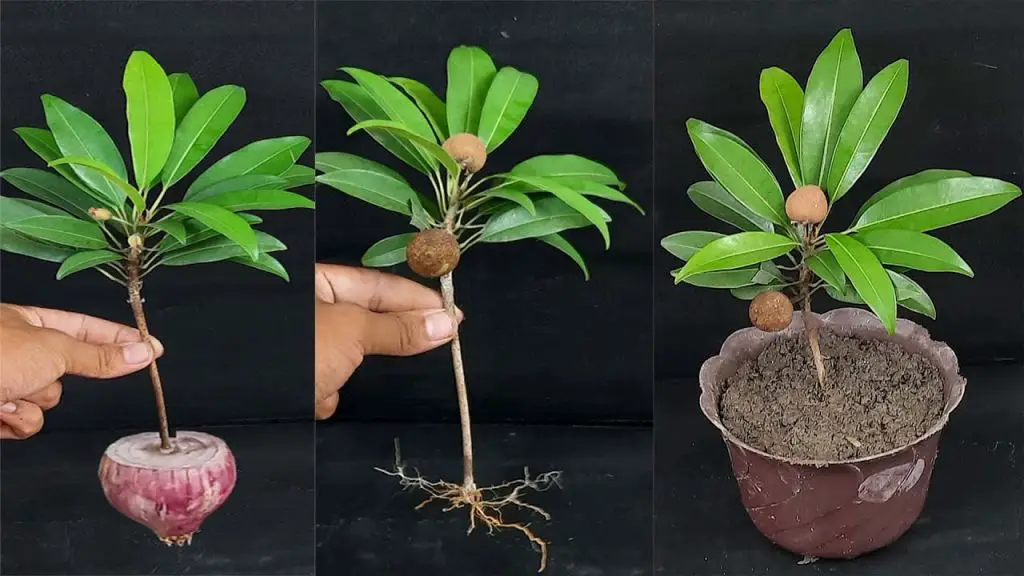 How to Grow Sapodilla Fruit | Sapota Fruit Plant from Cutting 100% ...