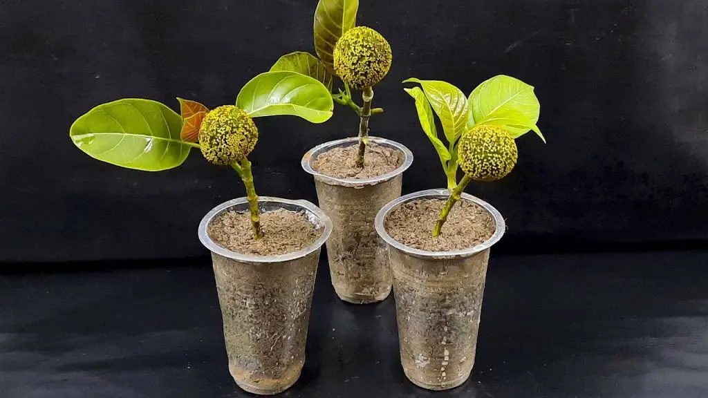 How to Plant Kadam Tree (Neolamarckia cadamba) from Cutting with Fruit ...