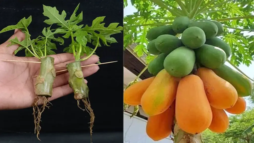 How to Propagate Papaya Tree from Cutting with Water | Step-by-Step ...