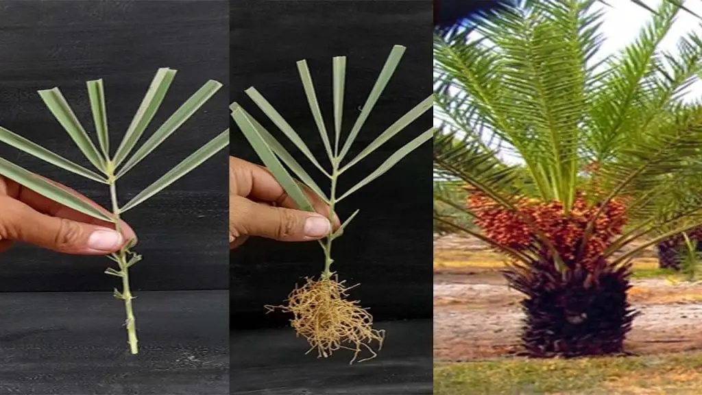 Unique Skill: How to Grow a Date Palm Tree from Date Leaves and Branch ...