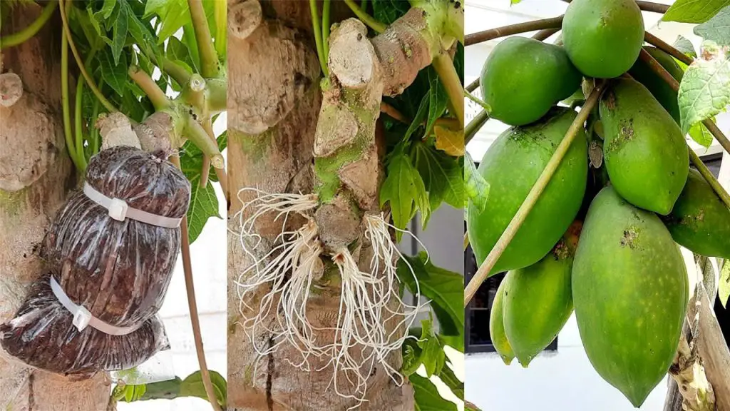 How to Graft Super Dwarf Papaya Trees: A Guide to Papaya Air Layering ...