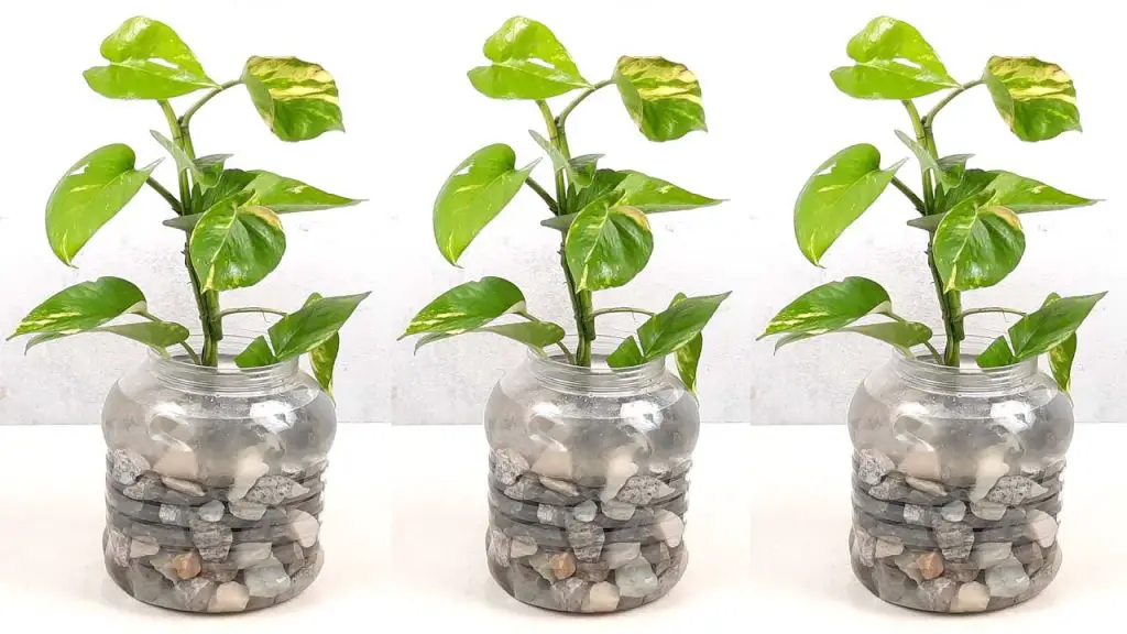 How to Grow Money Plant in Water: Complete Guide for Beginners ...