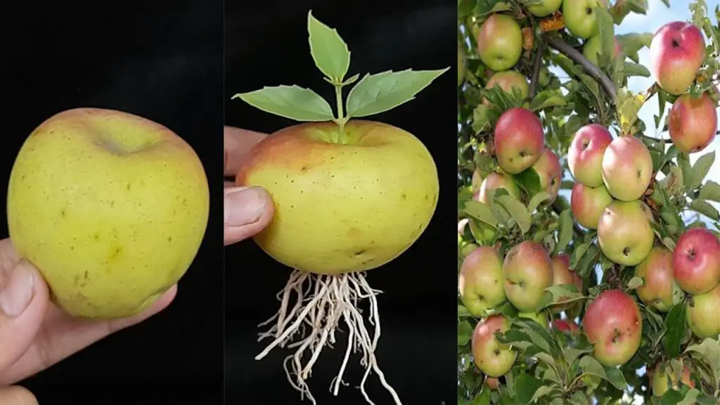 Unique Skill: How to Grow an Apple Tree from an Apple Fruit – Organic ...