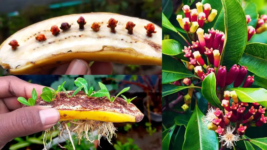 How to Grow Clove Spice: A Complete Guide to Growing Clove Plant at ...