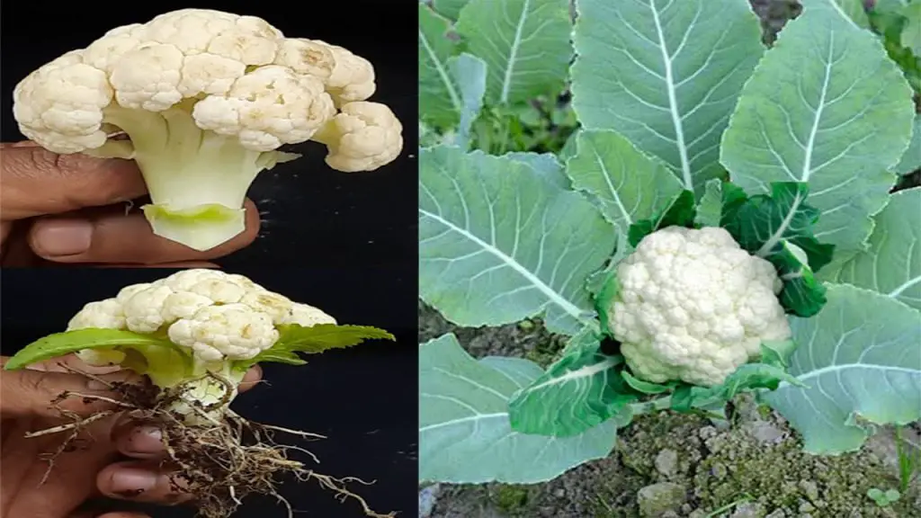 How to Grow Cauliflower Tree from Cauliflower | Grow Cauliflower from ...