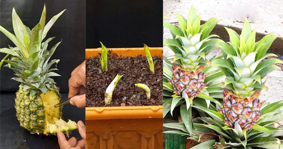How to Grow a Pineapple Plant from Seeds: A Guide to Growing Your Own ...