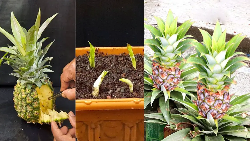 How to Grow a Pineapple Plant from Seeds: A Guide to Growing Your Own ...