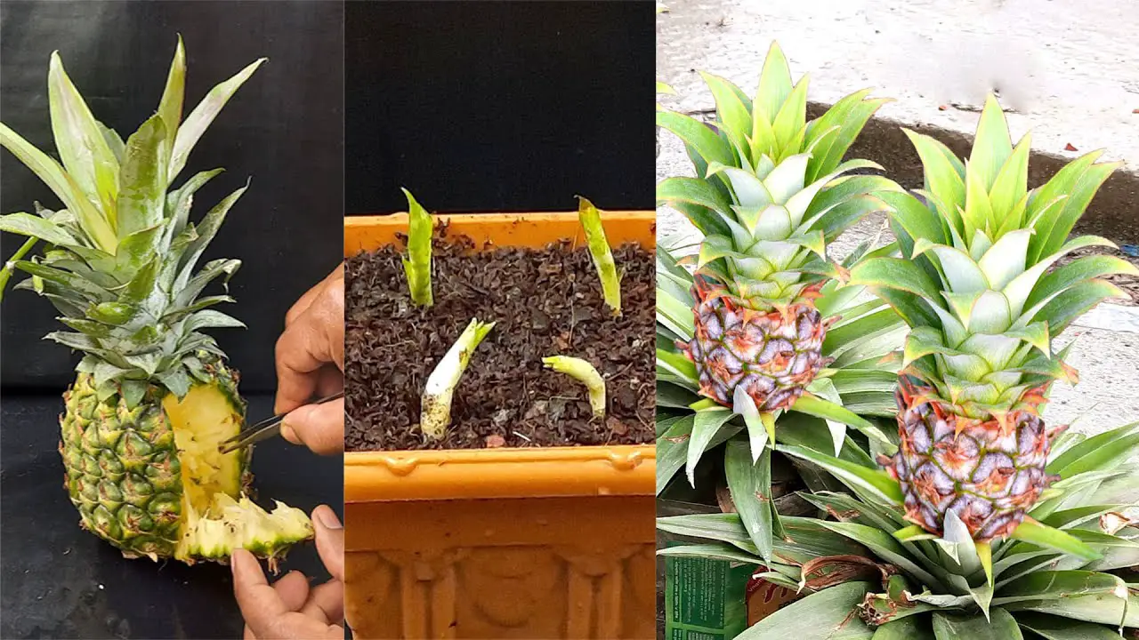 How to Grow a Pineapple Plant from Seeds: A Guide to Growing Your Own ...