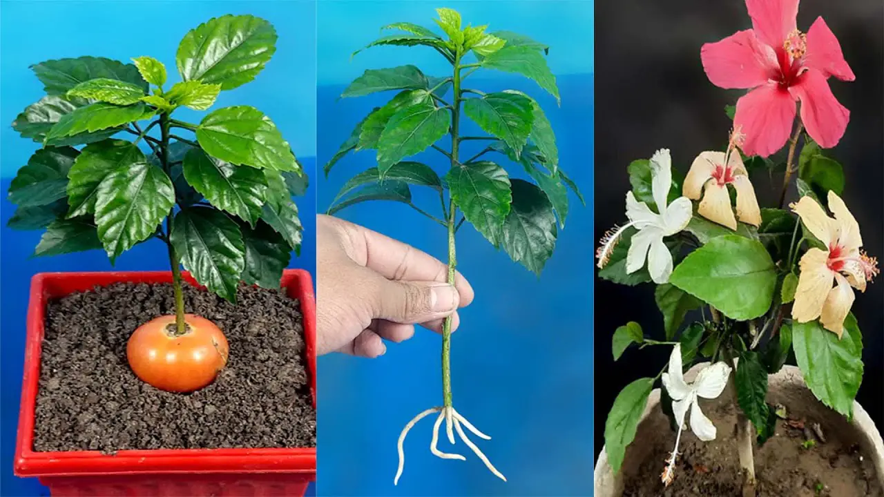 This Method of Growing a Hibiscus Plant with Cuttings | Easy and ...