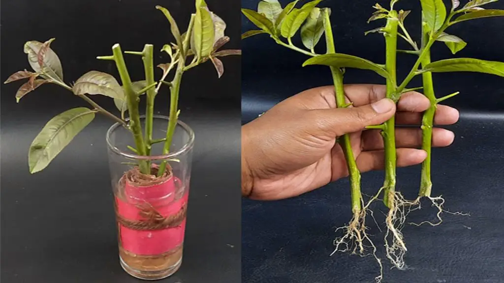 How to Propagate Lemon Cuttings with Water and Apple Peel: A Simple ...