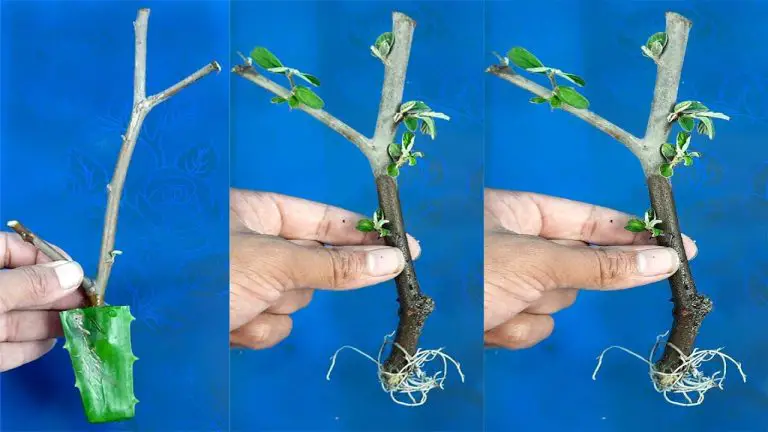 How to Grow a Plum Tree from a Cutting: A Step-by-Step Guide – Organic ...