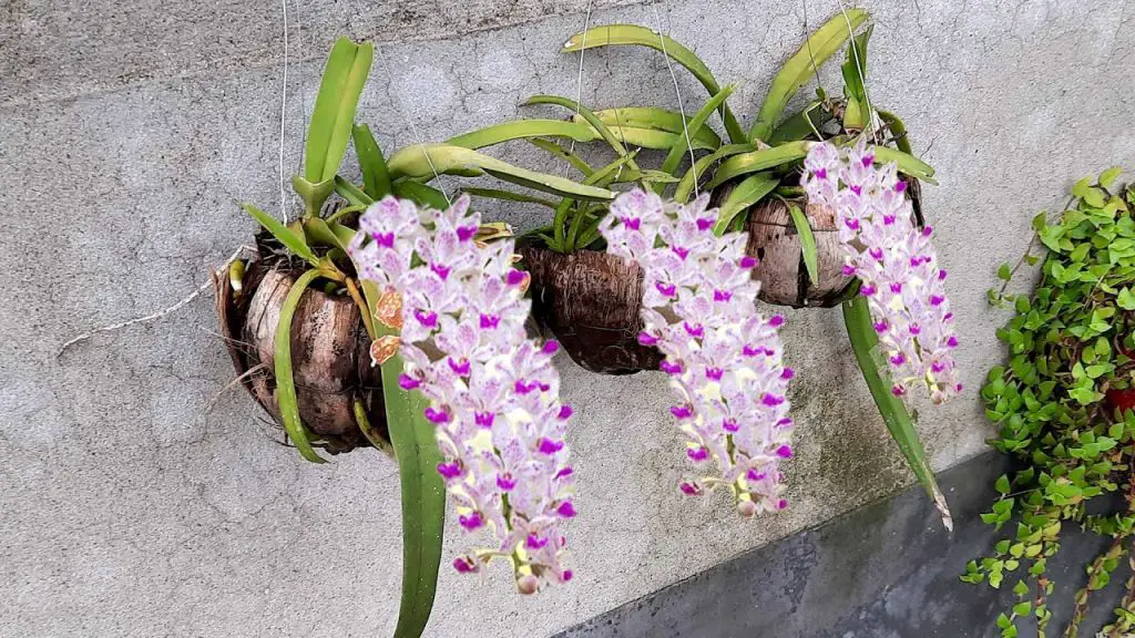 Eco-Friendly Orchid Pots: Planting Orchids in Coconut Shells – Organic ...