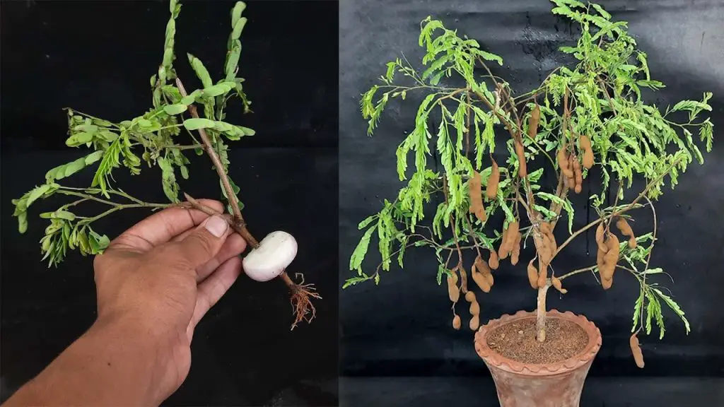 How to Grow a Tamarind Tree by Cutting Using Onion: A Simple Guide ...
