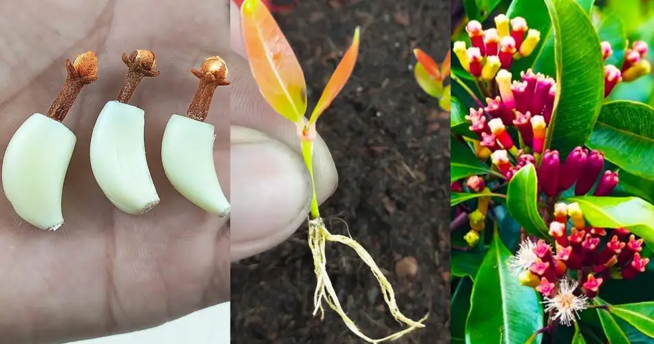 How to Grow Clove Plants at Home: A Simple Guide to Growing Cloves from ...