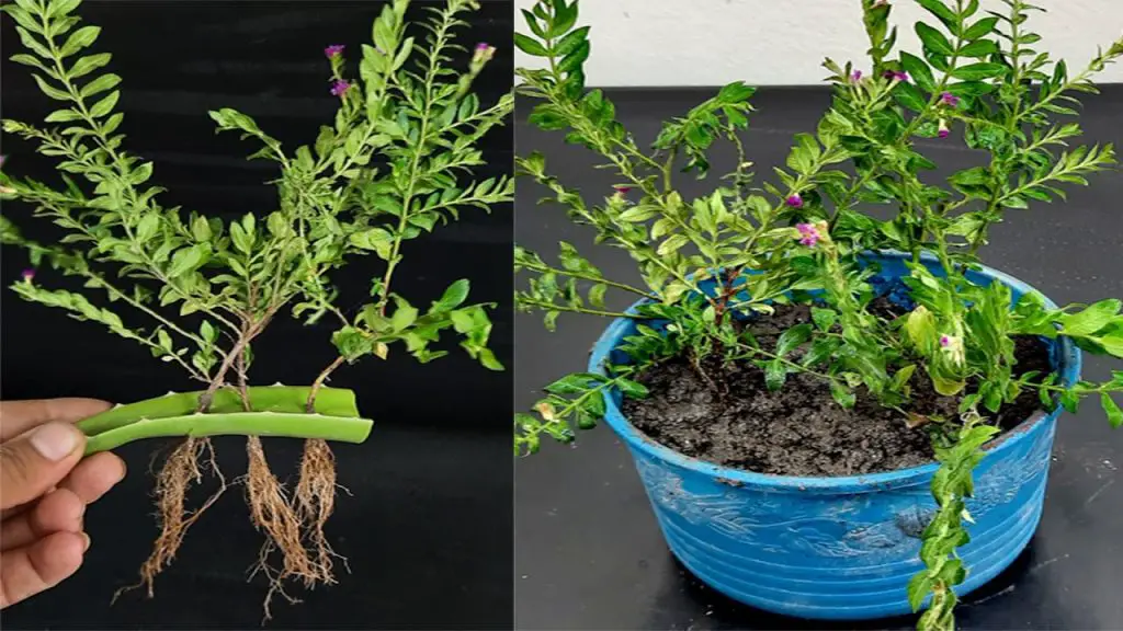 How to Grow Cuphea Hyssopifolia / Mexican Heather from Cuttings ...