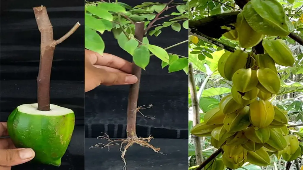 Easy Way to Grow Star Fruit Tree from Cutting: A Simple Guide – Organic ...