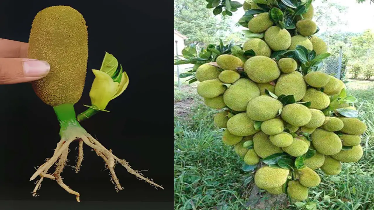 How to Grow a Jackfruit Tree from Jackfruit for Beginners – Organic ...