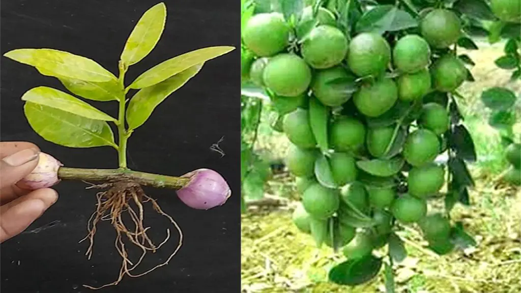 Best Natural Orange Rooting Hormone: How to Propagate a Lemon Tree from ...