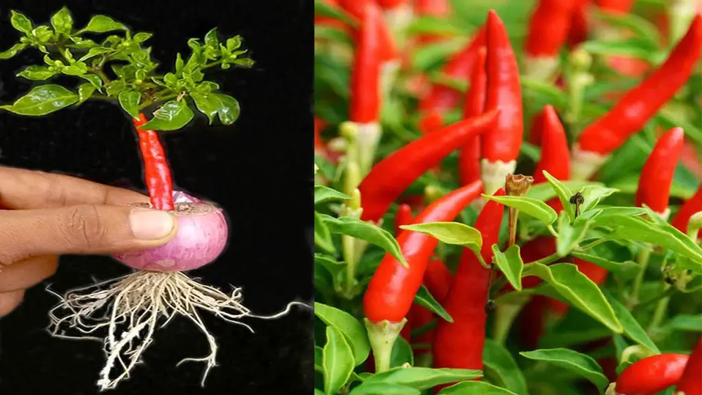 How to Propagate Any Type of Chili Plant with 100% Success Using Onion ...