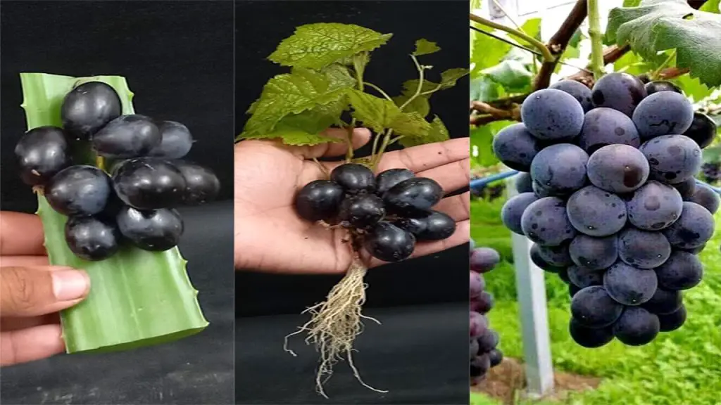 A Unique Way to Grow a Grape Tree | Growing Grape Vines from Grapes for ...