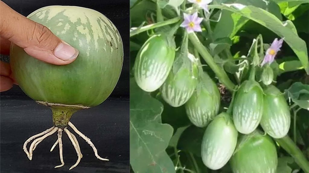 Unique Skill: How to Grow Brinjal (Eggplants) Tree from Brinjal Using ...