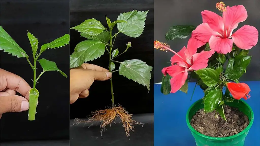 How to Grow Hibiscus Cuttings with Aloe Vera Rooting Hormone: A Simple ...