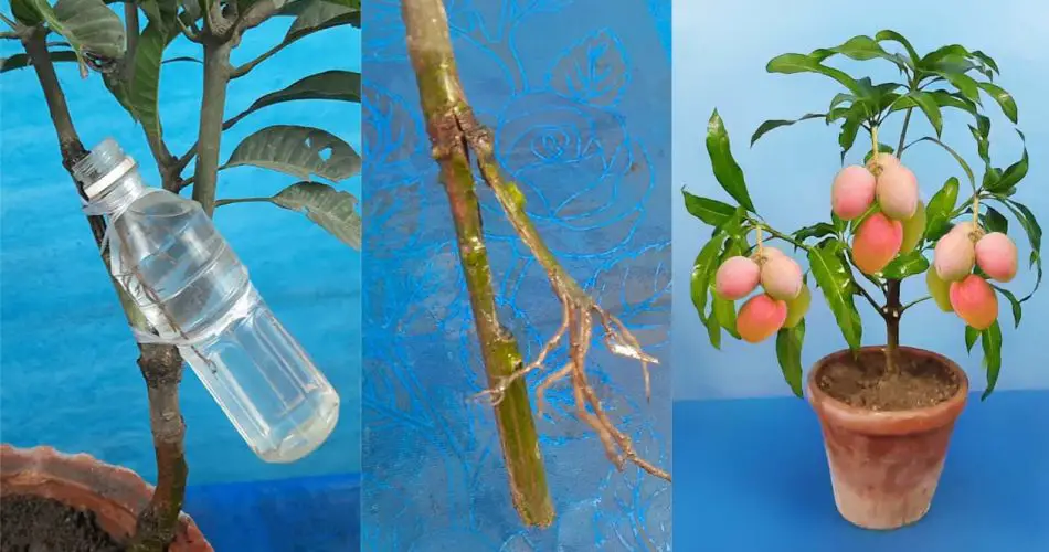 How to Propagate a Mango Plant Using Air Layering with Water – Organic ...