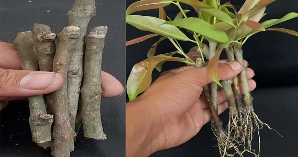 How to Grow a Java Plum (Black Plum/Jamun) Tree from Cuttings: A Step ...