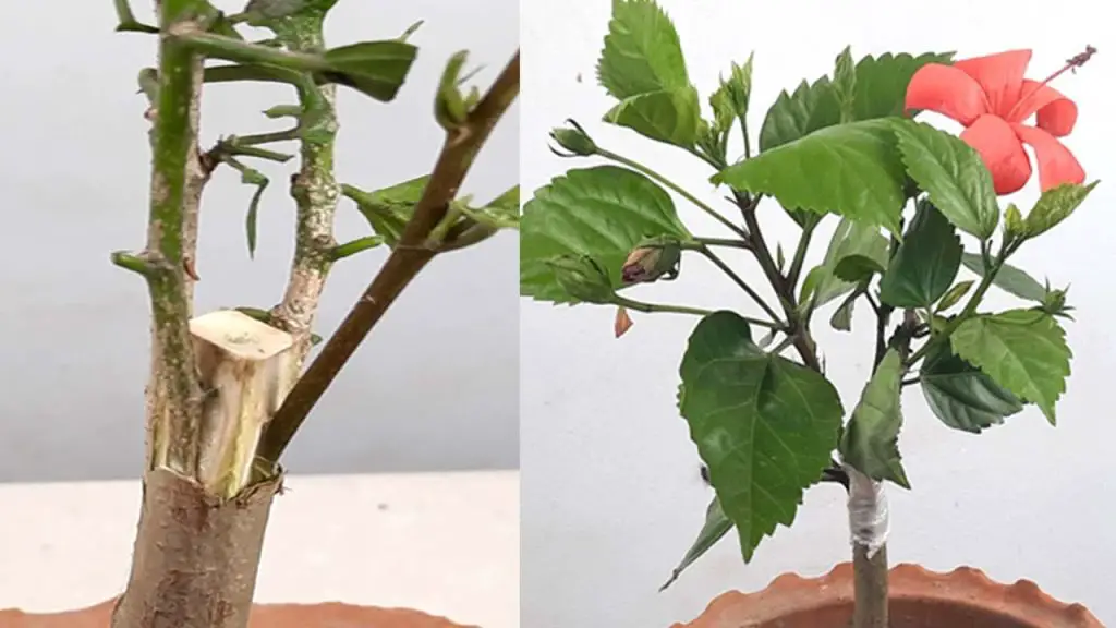 How to Successfully Graft Multiple Flowers onto a Single Hibiscus Plant ...