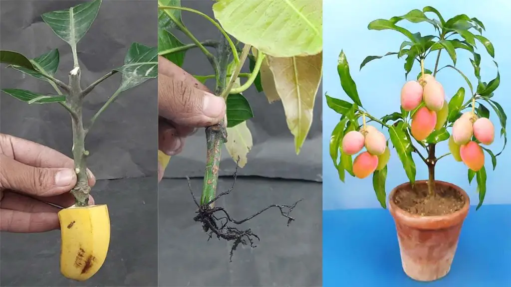 How to Grow a Mango Tree from Cutting: 100% Success Guide – Organic Gardening Tricks