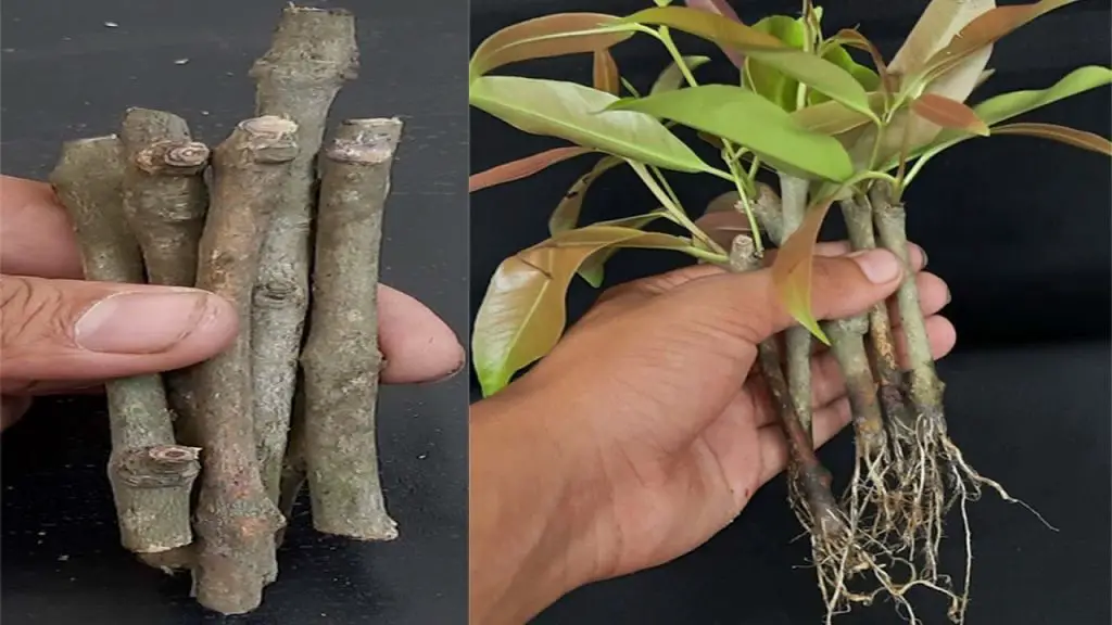 How to Grow a Java Plum (Black Plum/Jamun) Tree from Cuttings: A Step ...