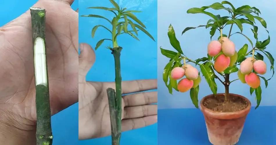 How to Graft a Mango Tree: Mango Grafting Technique for Better Growth ...
