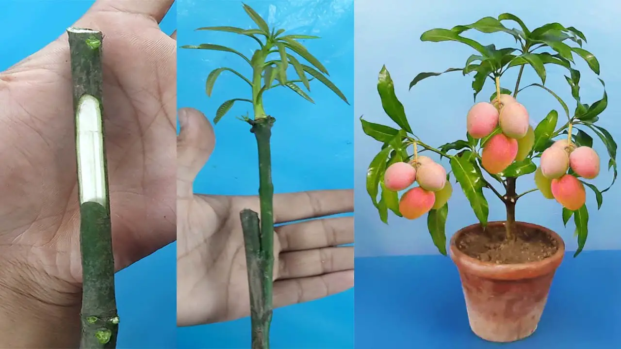 How to Graft a Mango Tree: Mango Grafting Technique for Better Growth ...