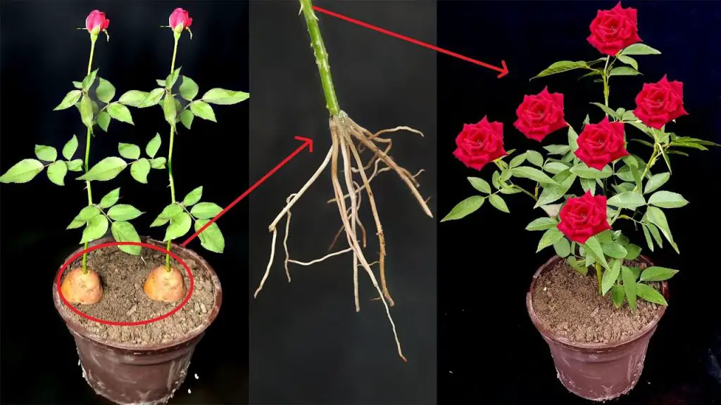 How to Grow Rose Plant Cuttings in a Potato | Gardening Techniques ...