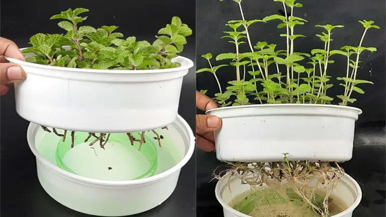 How to Easily Grow Pudina or Mint in Water – Organic Gardening Tricks