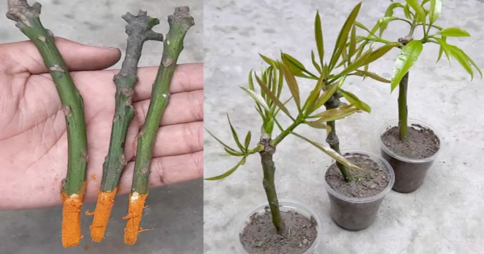 How to Propagate a Mango Tree from Cuttings: A Step-by-Step Guide – Organic Gardening Tricks
