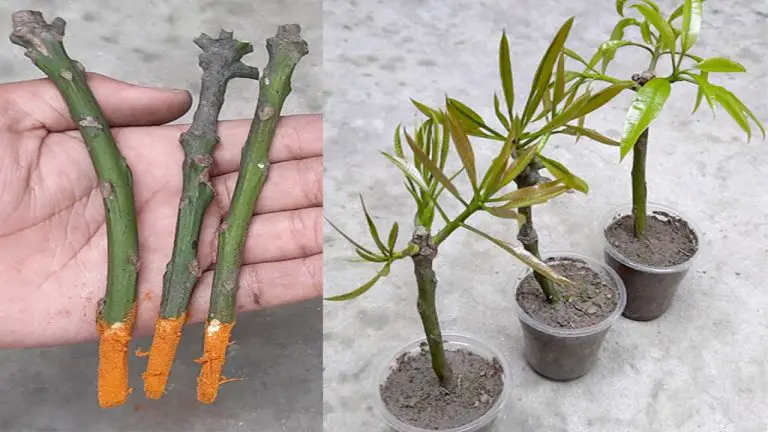 How to Propagate a Mango Tree from Cuttings: A Step-by-Step Guide ...