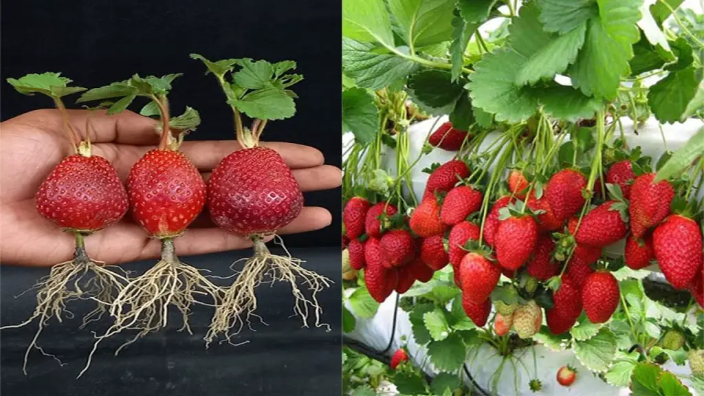 Unique Skill: How to Grow Strawberry Trees from Strawberries – Organic ...