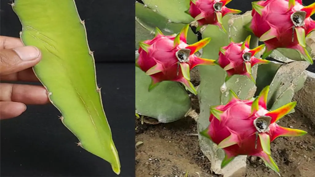How to Propagate Dragon Fruit from Cutting: A Step-by-Step Guide ...