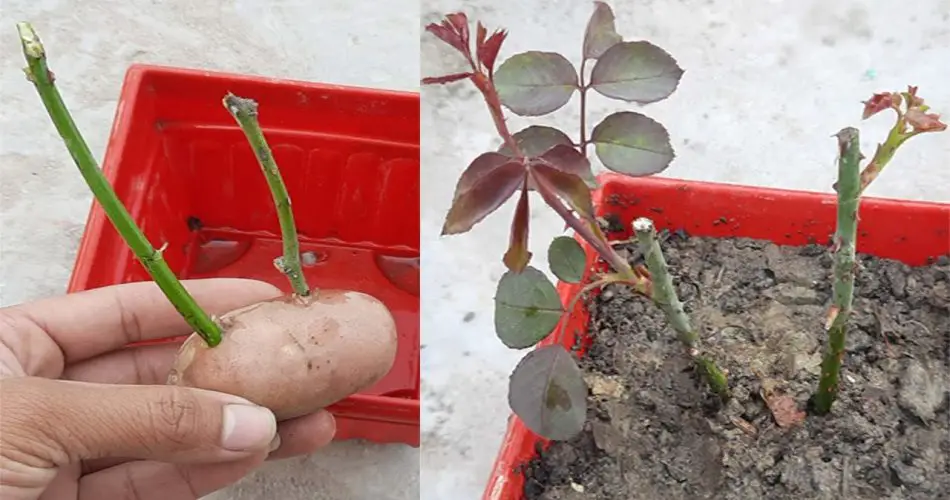 How to Grow a Rose from Cutting in a Potato: A Simple and Effective ...