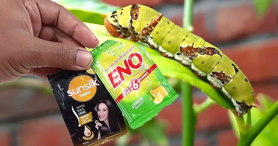 How to Make the Best Pesticide Using Eno and Shampoo for Mealybugs ...