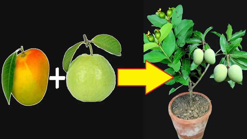 How to Graft a Mango Tree onto a Guava Tree: A Step-by-Step Guide ...