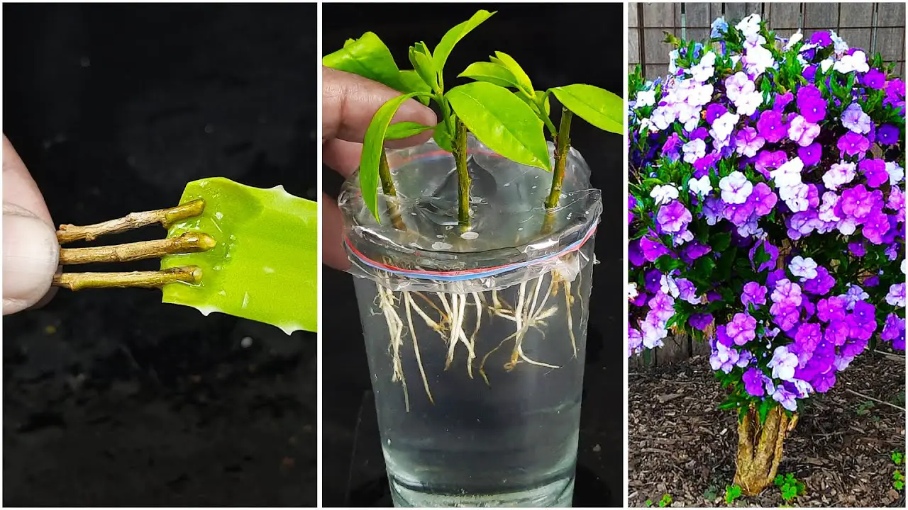 How to Propagate the Yesterday, Today, and Tomorrow Plant | Shoot Tip ...
