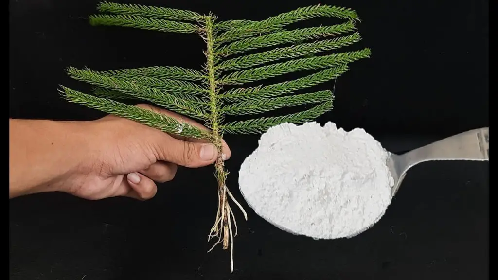 How to Grow Christmas Trees from Cuttings: A Simple Guide to Christmas ...