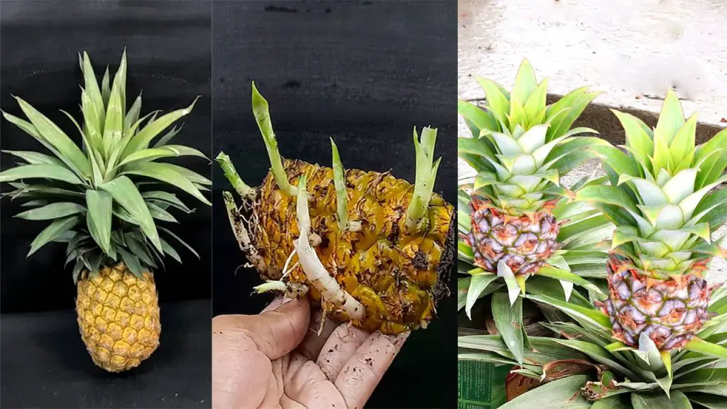 Unique Skill: How to Grow a Pineapple Tree from Pineapple Fruit | How ...