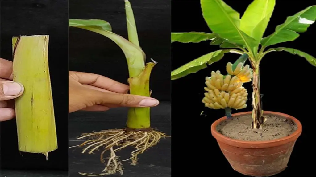 How to Grow a Banana Plant from Cutting Using Rooting Hormone: A Simple Guide – Organic ...